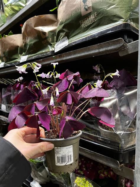 Oxalis Triangularis — Plant Wholesale Floraccess