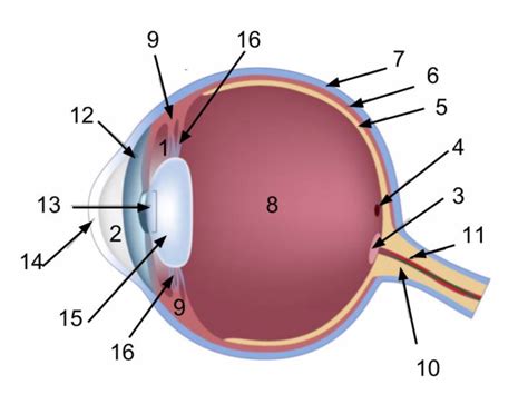 Anatomy Eye Quiz Diagram Quizlet