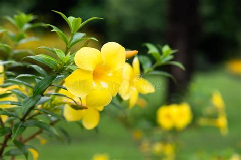Yellow Flowering Plant Called Allamanda Allamanda Cathartica Native