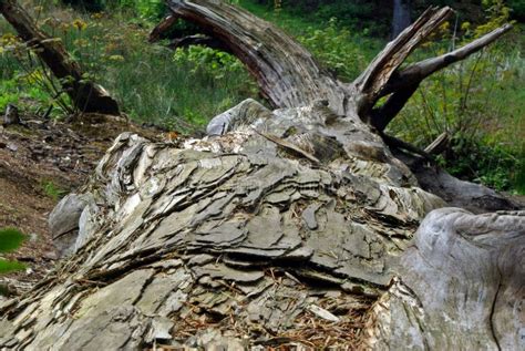 Fallen Tree Trunk Stock Photo Image Of Wood Fallen