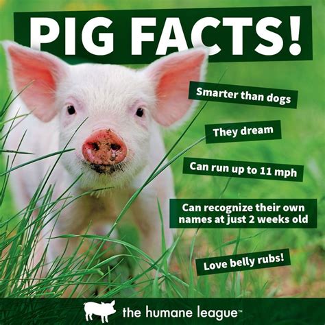 Pig Facts Pig Facts Animal Rights Vegan Animals
