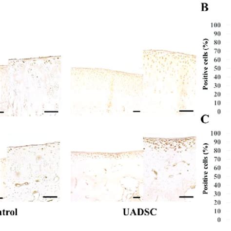 Immunohistochemical Analysis For Mmp 13 In Cartilage A Download