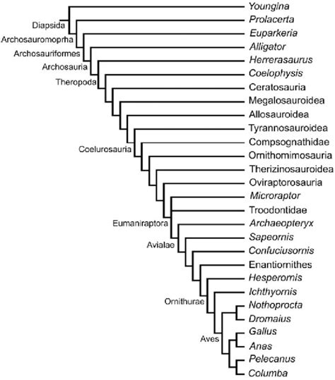 Phylogenetic Relationships Of Taxa Discussed In This Work Tree After