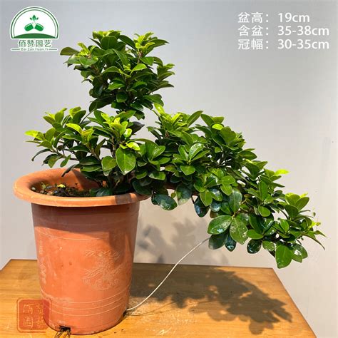 悬崖飘枝提根金钱榕盆栽盆景绿植花卉老桩造型s弯榕树植物人参榕虎窝淘