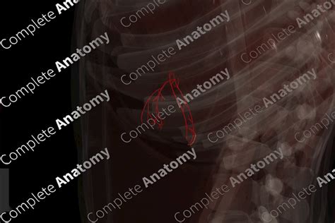Arteries Of Gallbladder And Extrahepatic Bile Ducts Complete Anatomy