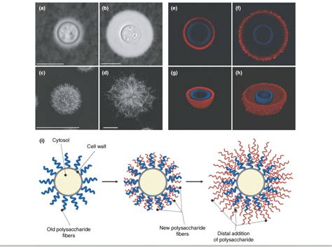 The Capsular Dynamics Of Cryptococcus Neoformans Trends In Microbiology