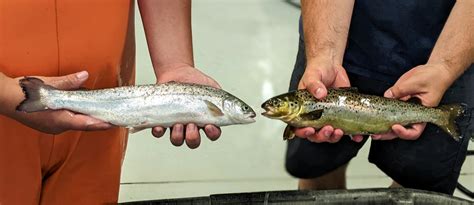 Evaluation Of Atlantic Salmon Strains In Recirculating Aquaculture Systems University Of