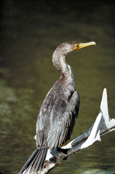 Free Picture Double Crested Cormorant Male Bird