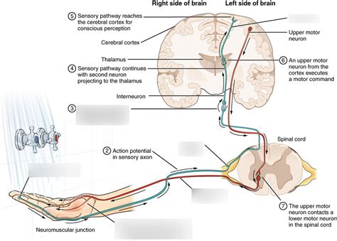 Neural Pathways Diagram Quizlet