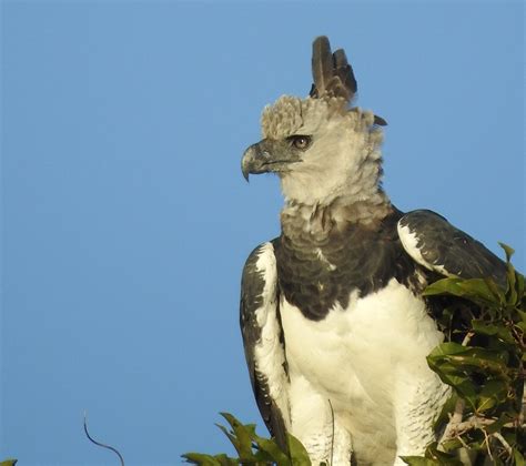 10 datos curiosos sobre el Águila Arpía Audubon