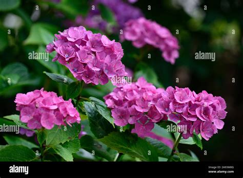 Hydrangea Macrophylla Mophead Hydrangea Blue Purple Flower Flowers