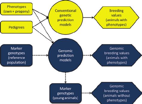 Comparison Between Conventional And Genomically Enhanced Genetic
