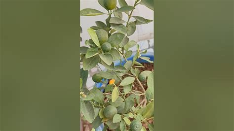 Mini Santre Ke Paudhe Youtube