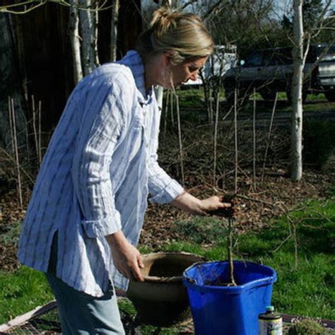 Root Pruning Essence Of The Tree