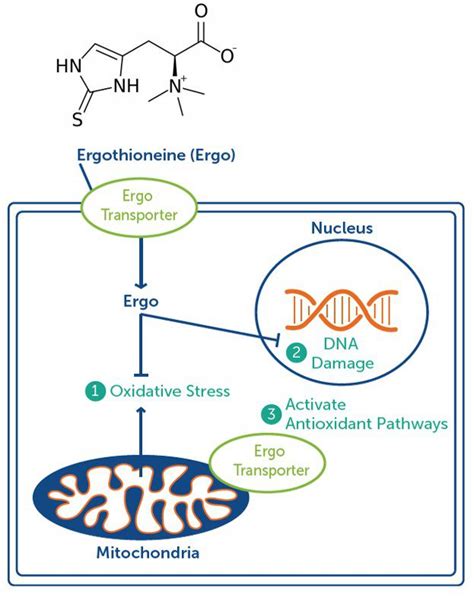 Ergoactive L-Ergothioneine for the Future of Nutrition | Blue California