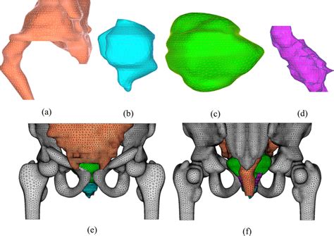 Fe Models Constructed In Hypermesh Right Views Of A Intestines B Download Scientific