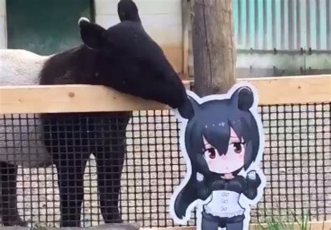 「食べちゃうぞー！」「食べないでください〜」本物のマレーバクが、マレーバクちゃんのパネルをガブリ！ ニコニコニュース オリジナル