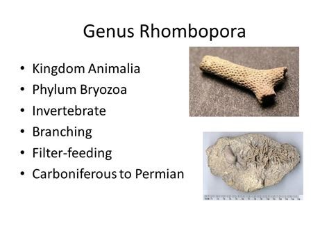 Genus Cryptolithus Fossils