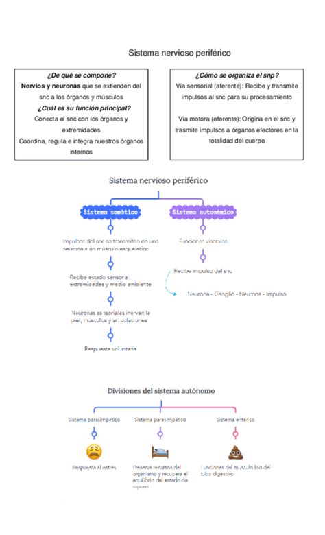 Sistema Nervioso Perifericopdf