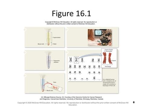 BIOL H Exam Flashcards Quizlet
