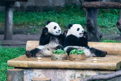 重庆大熊猫吃粽子过端午节 人民图片网