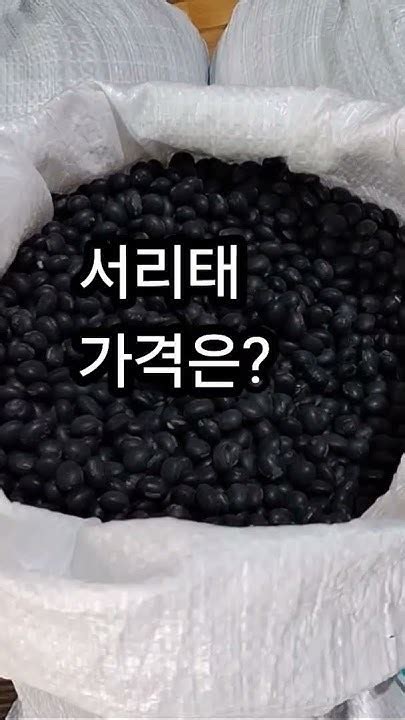 속파란 토종서리태콩 한정판매~가격은 농가직송 010 6288 3430 서리태콩새바람서리태토종서리태귀족서리태 Youtube