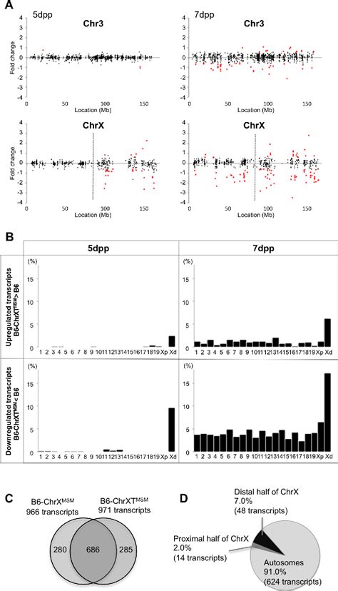 Figure 1 From Evolutionarily Diverged Regulation Of X Chromosomal Genes