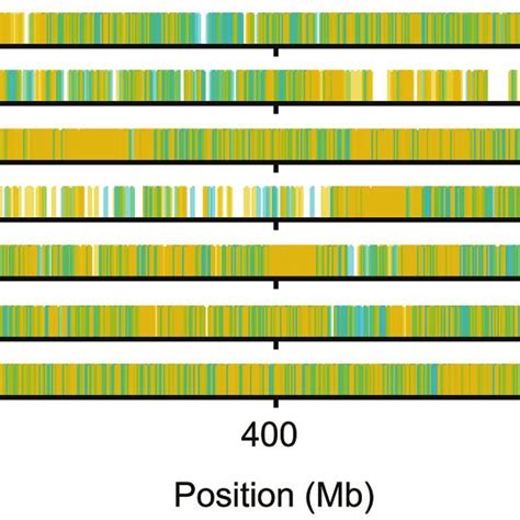 Physical Distribution Across Each Chromosome Of The Representative Snp