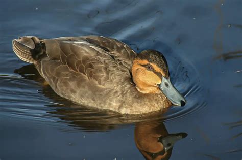 The Philippine Duck Papan Fun In The Philippines