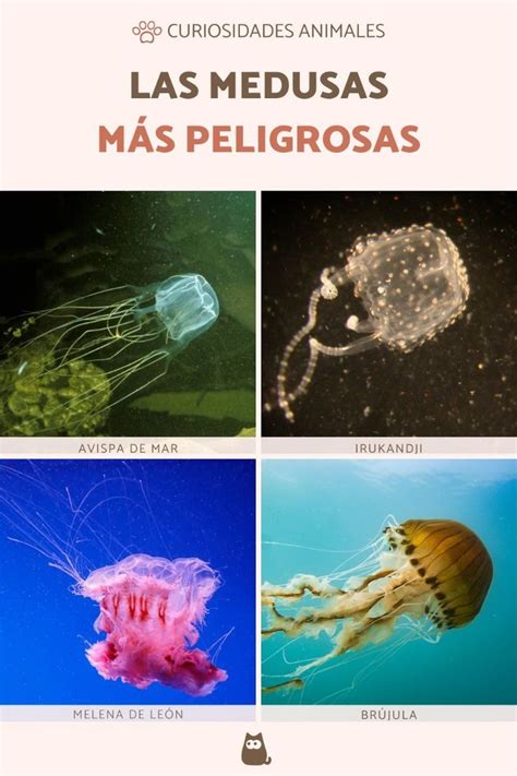 Las 10 Medusas Más Peligrosas Del Mundo Con Fotos