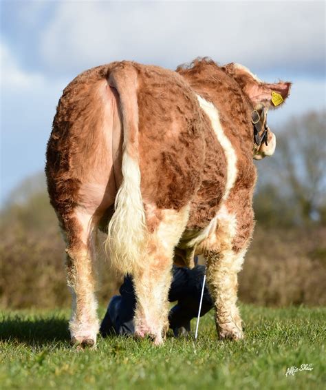 Coose Jericho P İthal Boğa Sperması