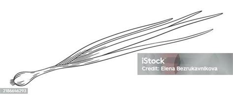 벡터 윤곽선 파 양파 양파 깃털의 손으로 그린 스케치 그림입니다 흰색에 분리 된 양파 검은색에 대한 스톡 벡터 아트 및 기타 이미지 Istock