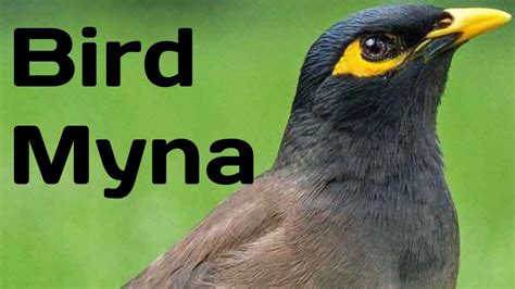 Myna Bird Song صوت طائر المینا 🔴آواز پرنده مینا Youtube