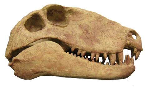 The Palaeo Post The Difference Between Anapsids Synapsids Diapsids