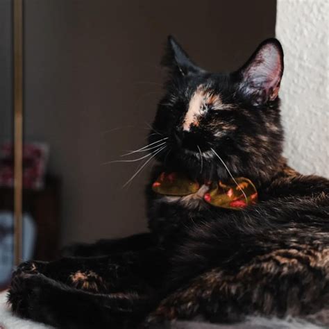 Shes Being Super Cute After Being A Lil Menace Rtorties