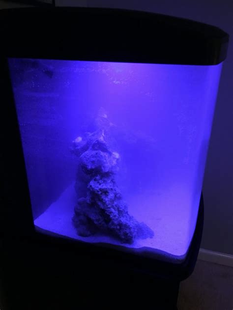 Led Biocube 32 Setup Reef2reef