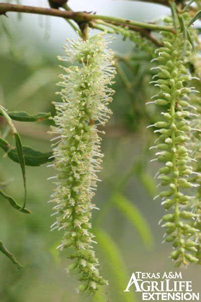 Plants Of Texas Rangelands Honey Mesquite