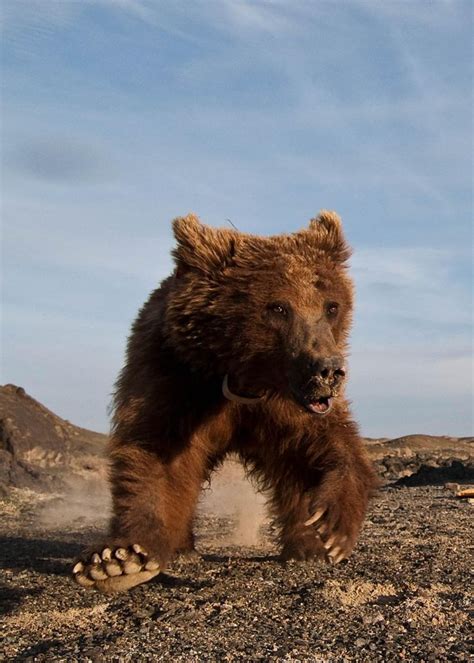 27 Best Gobi Desert Images On Pinterest Mongolia Deserts And Places