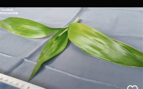 Dracena Diperjuangkan Jadi Varietas Unggulan Lokal Sukabumi