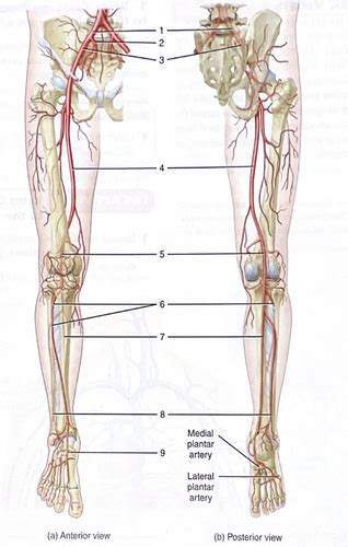 Major Arteries Of The Pelvis And The Lower Extremities Flashcards Quizlet