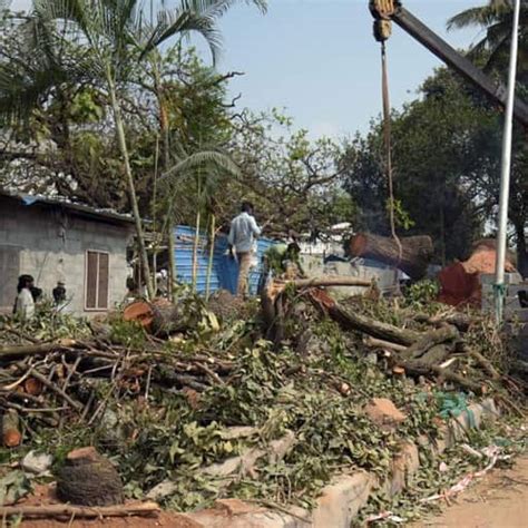 Portfolio Hanumanthu Tree Cutting Services