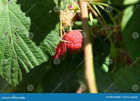 Very Pretty Colorful Raspberry Fruit From Close In The Sunshine Stock