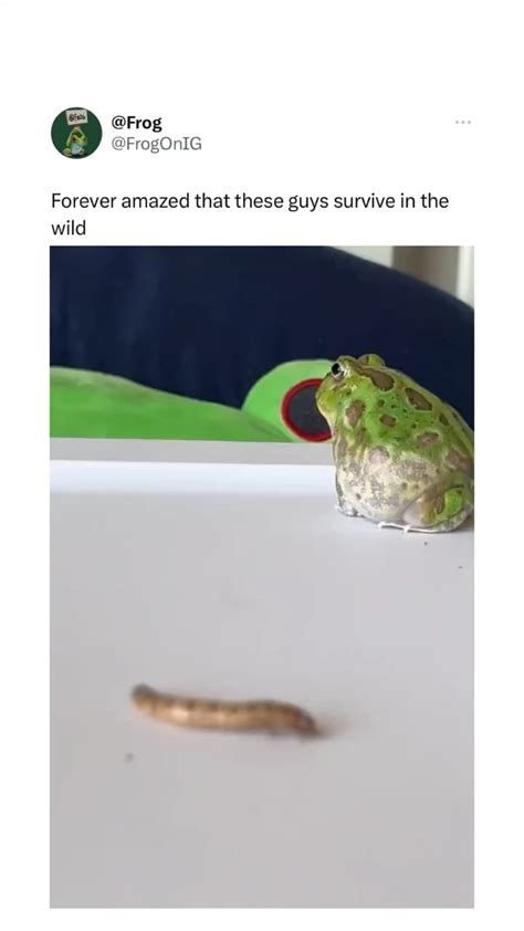 Frog Lover Frog Frog Frog Credit Frog Dm For Credit Or Remove
