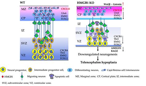 Cells Free Full Text Regulation Of Neurogenesis In Mouse Brain By Hmgb1