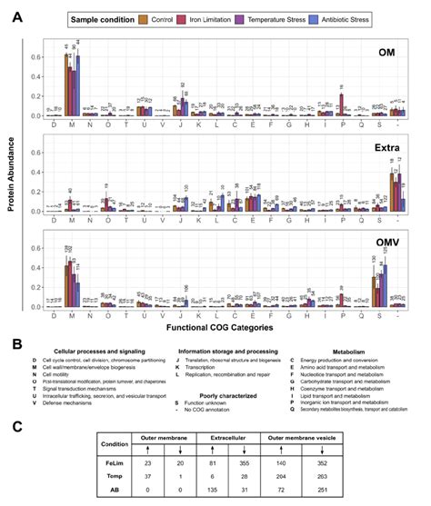 Overview Of The Functional Protein Compositions In The Enriched Outer Download Scientific
