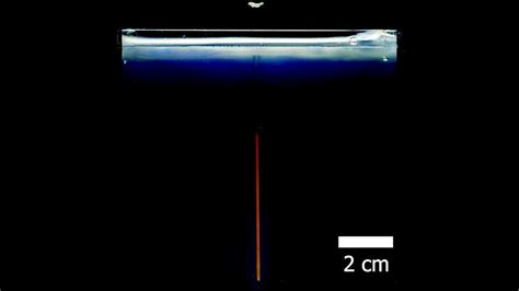 The Angelini Lab Soft Matter And Biophysics