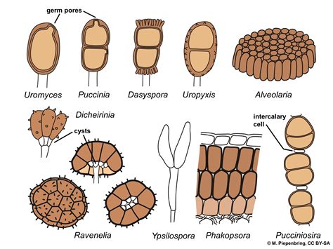 Rust Fungus Clipart 18 Free Cliparts Download Images On Clipground 2026