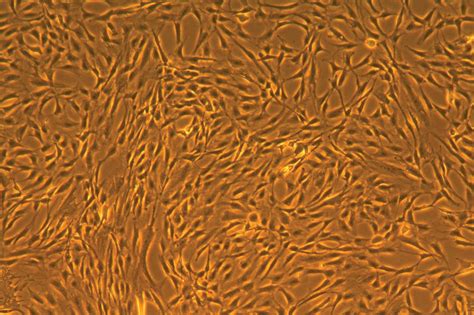 Primary Cell Culture Guide Atcc