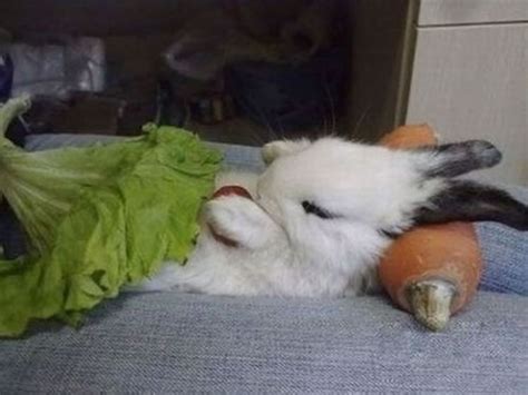 Cute Rabbits Sleepy Time Adorable Snoozing Bunnies