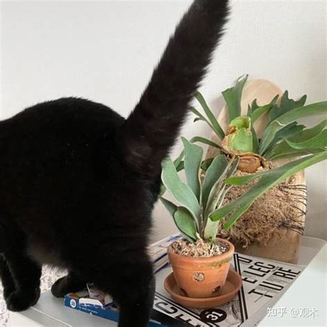 养猫人士可以养的几种植物｜对猫主子无害的绿植 知乎